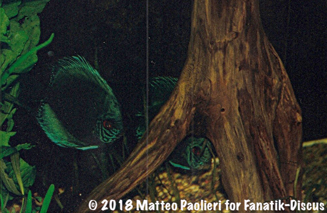 Jack Wattley: Ce qu'il représentait pour un jeune passionné de discus.