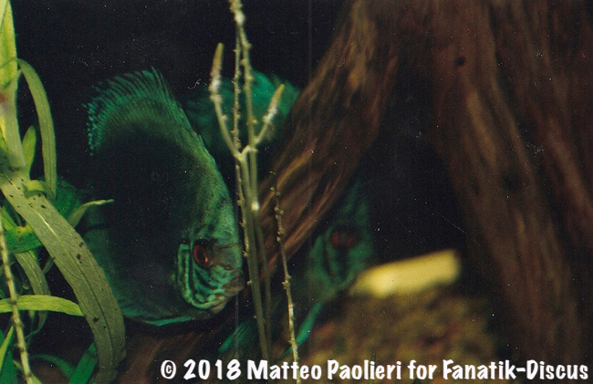 Jack Wattley: Ce qu'il représentait pour un jeune passionné de discus.