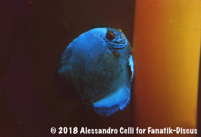 Jack Wattley: Ce qu'il représentait pour un jeune passionné de discus.