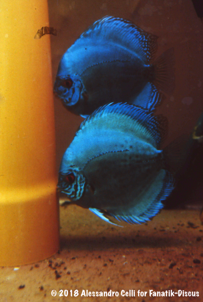 Jack Wattley: Ce qu'il représentait pour un jeune passionné de discus.