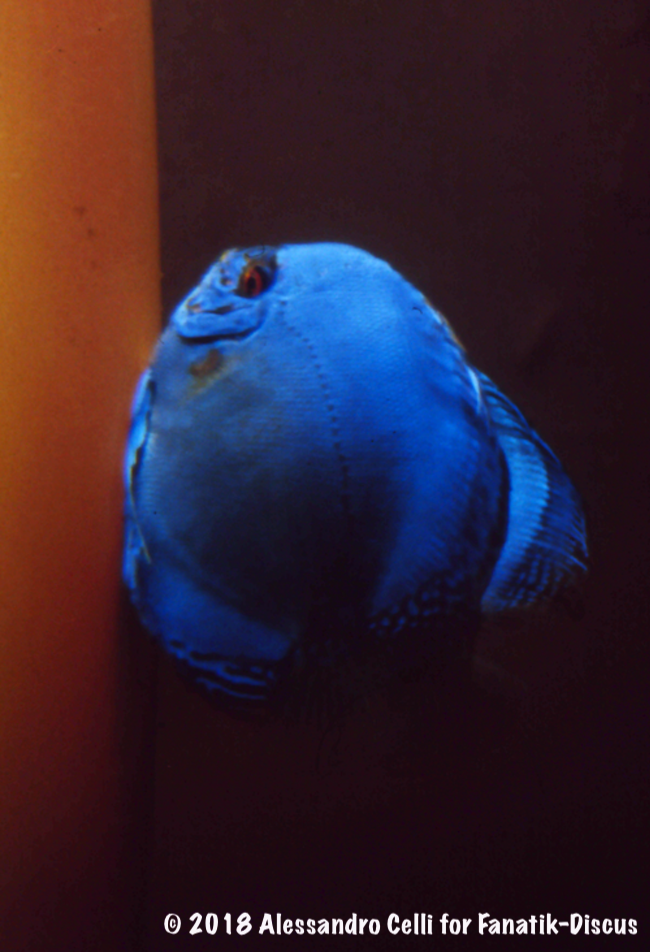 Jack Wattley: Ce qu'il représentait pour un jeune passionné de discus.