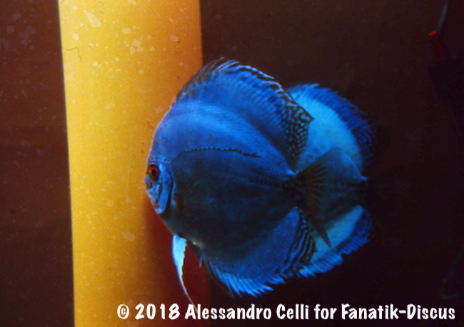 Jack Wattley: Ce qu'il représentait pour un jeune passionné de discus.