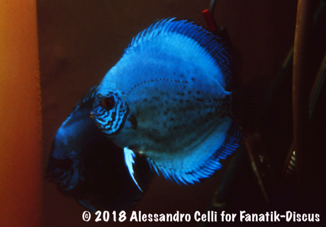 Jack Wattley: Ce qu'il représentait pour un jeune passionné de discus.