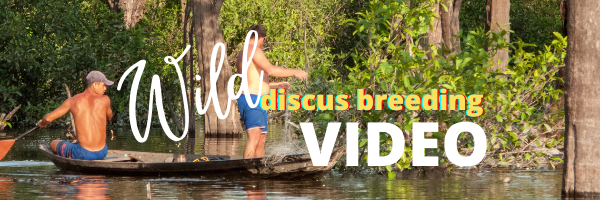 Wild discus in natural environment: Discus breeding video